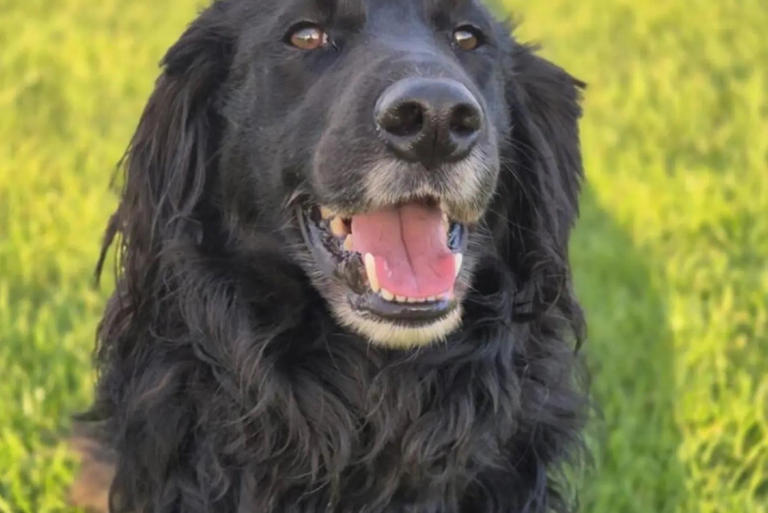 13 adorable dogs looking for forever homes in Nottinghamshire this January