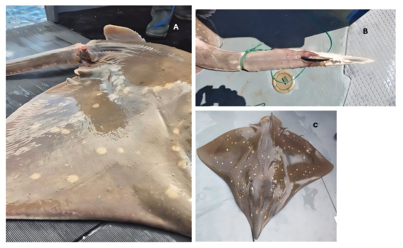 Ground-breaking study evidences flapper skate recovery in Scotland