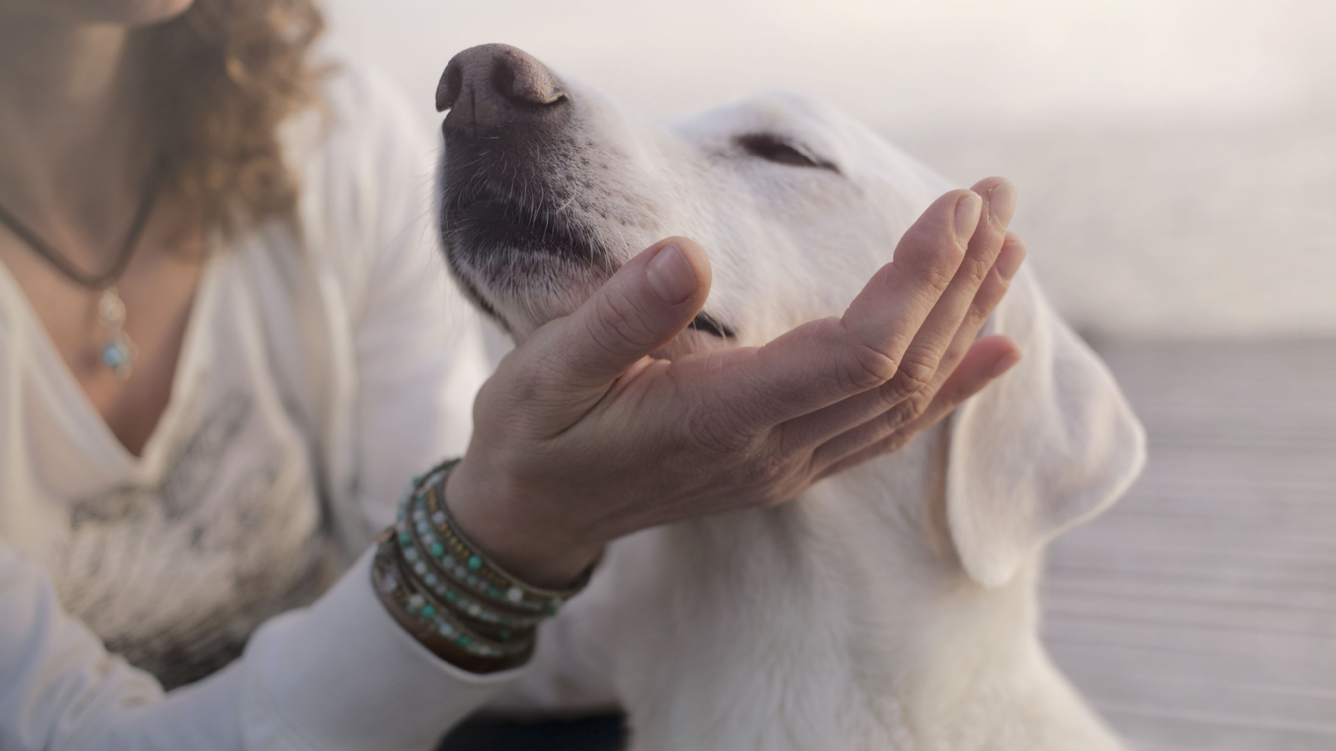 Your dog mirrors your mood more than you realise