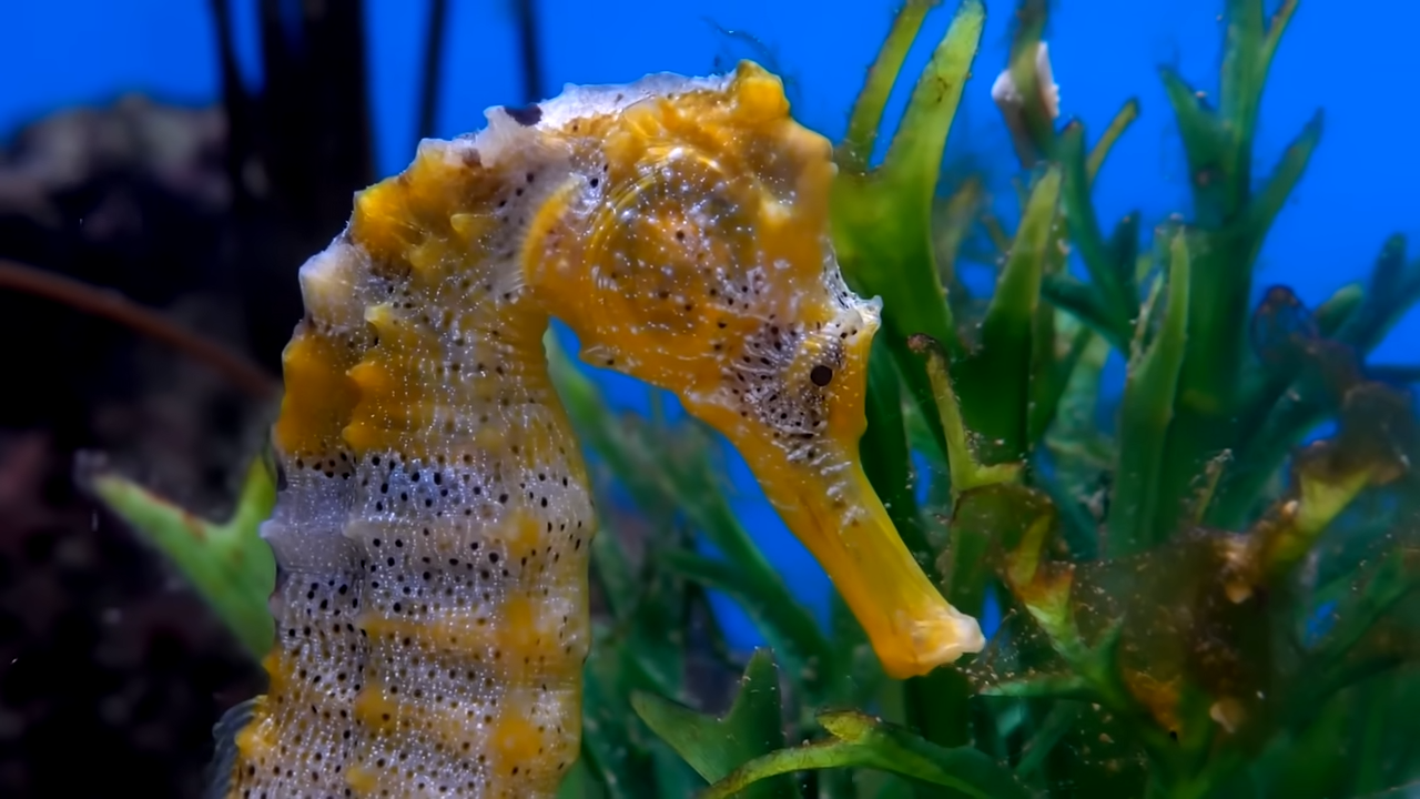 This fish hunts with 90% accuracy and here’s how