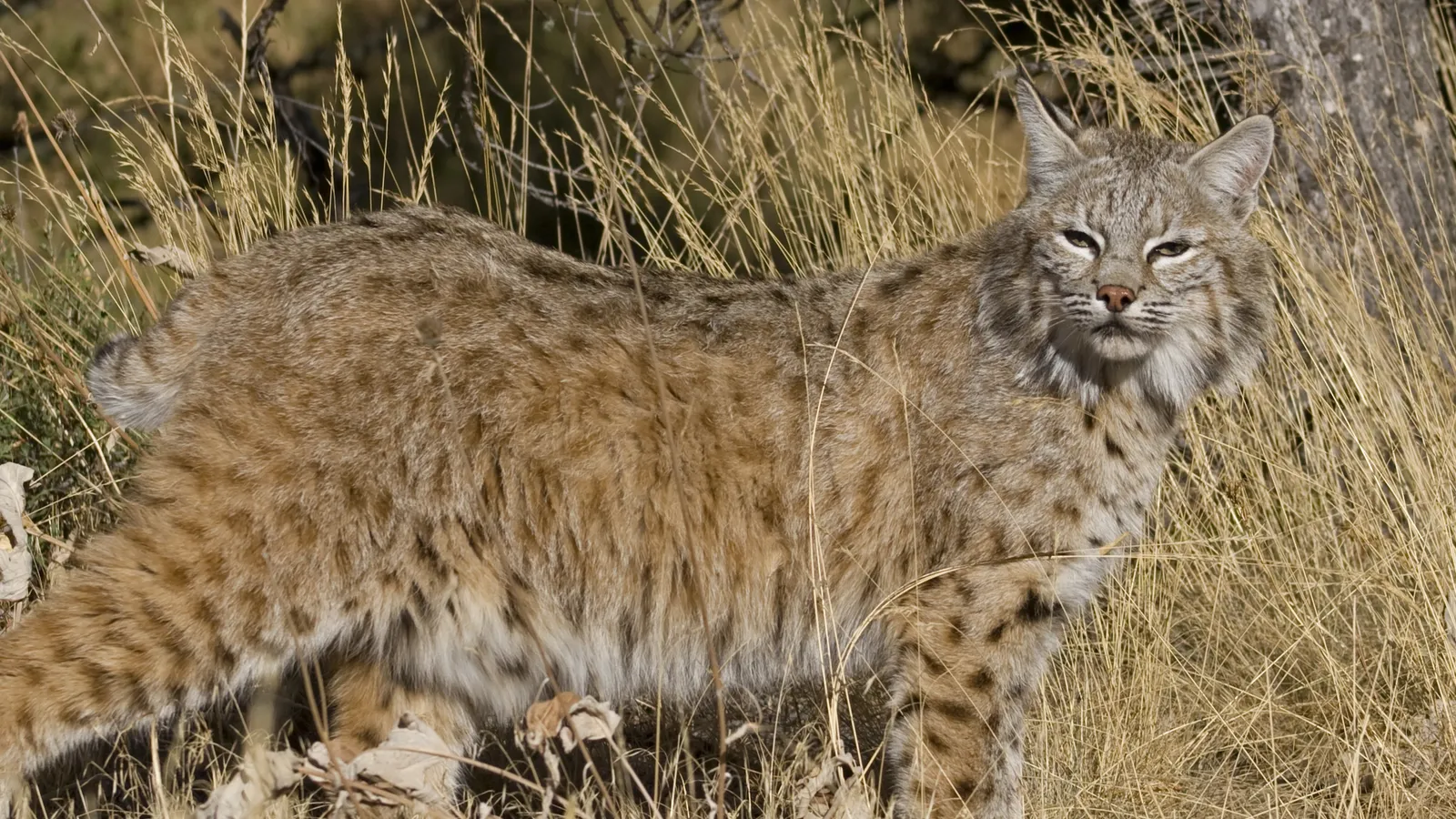 US states where bobcats are more common than you think