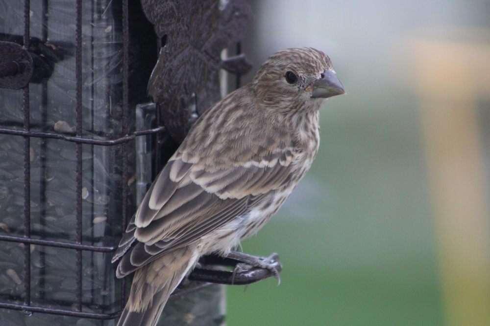 People react to 'human face detected' camera alert shared