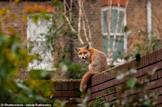 Pest expert reveals how to keep foxes out of your garden for good as ...