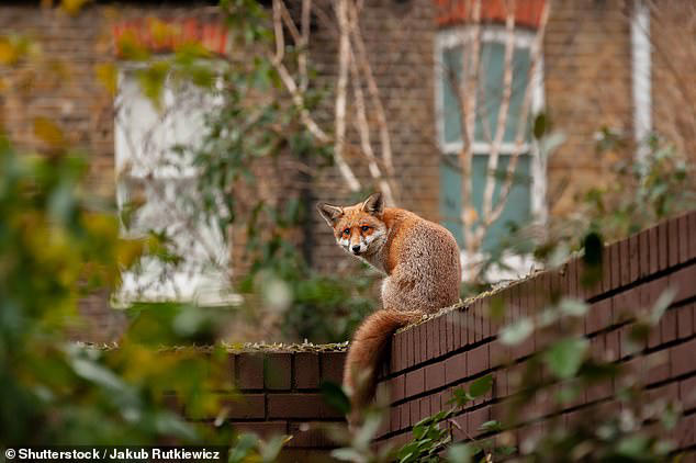Pest expert reveals how to keep foxes out of your garden for good as ...