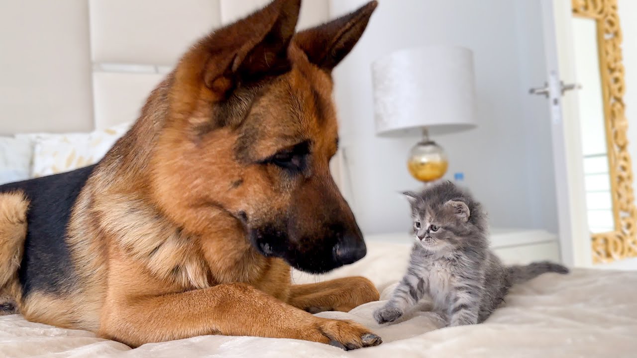 German shepherd meets new kitten and pauses
