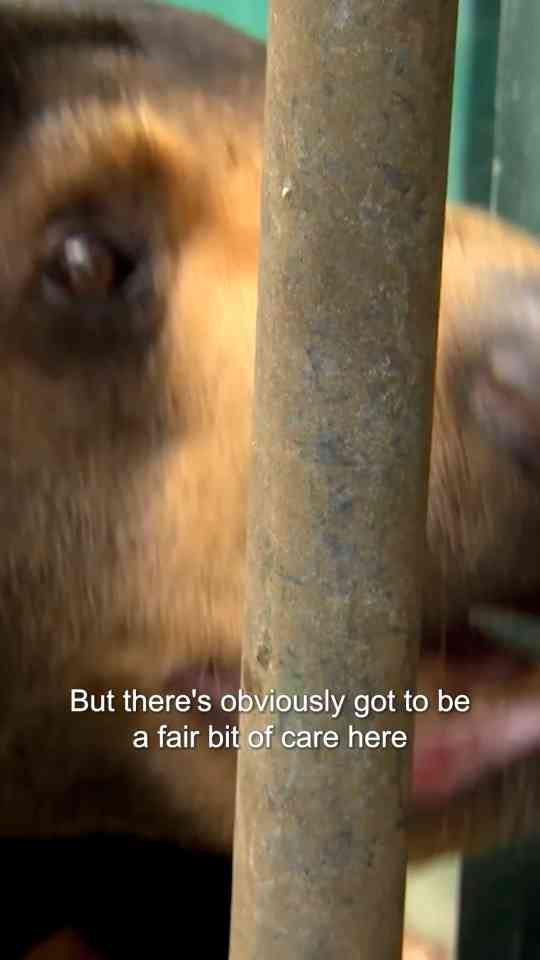 How one dental procedure can change a bear’s life
