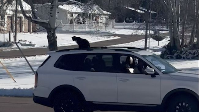 Rogue cat 'Ubers' back to owners after dozing off on realtor's car