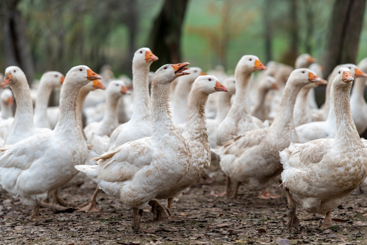 Geese helping mom call for lost cat who didn't come home will leave you ...