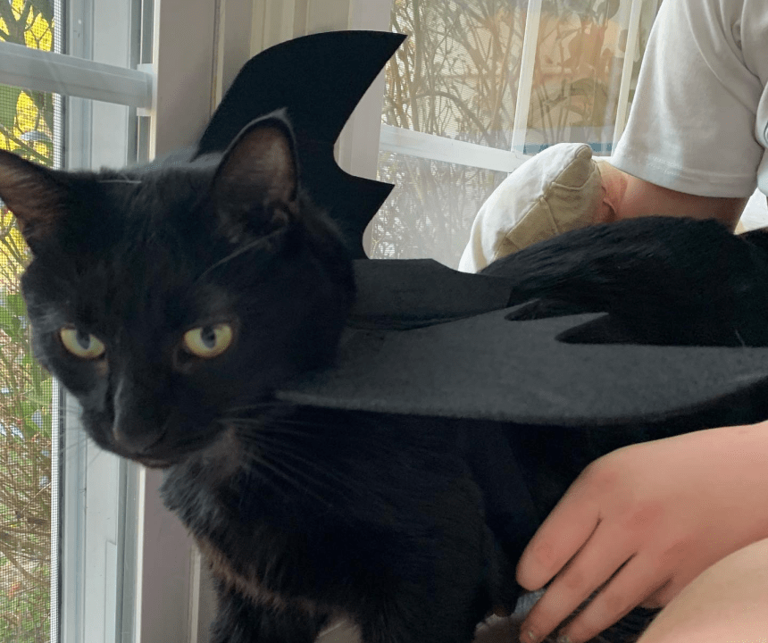 Photos: Triad pets dressed up on National Dress Your Pet Day