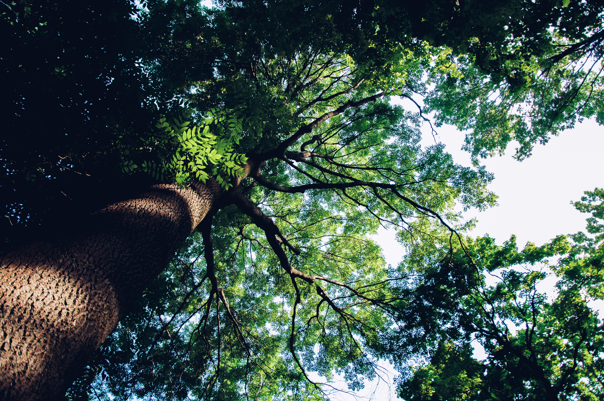 The oldest trees still growing