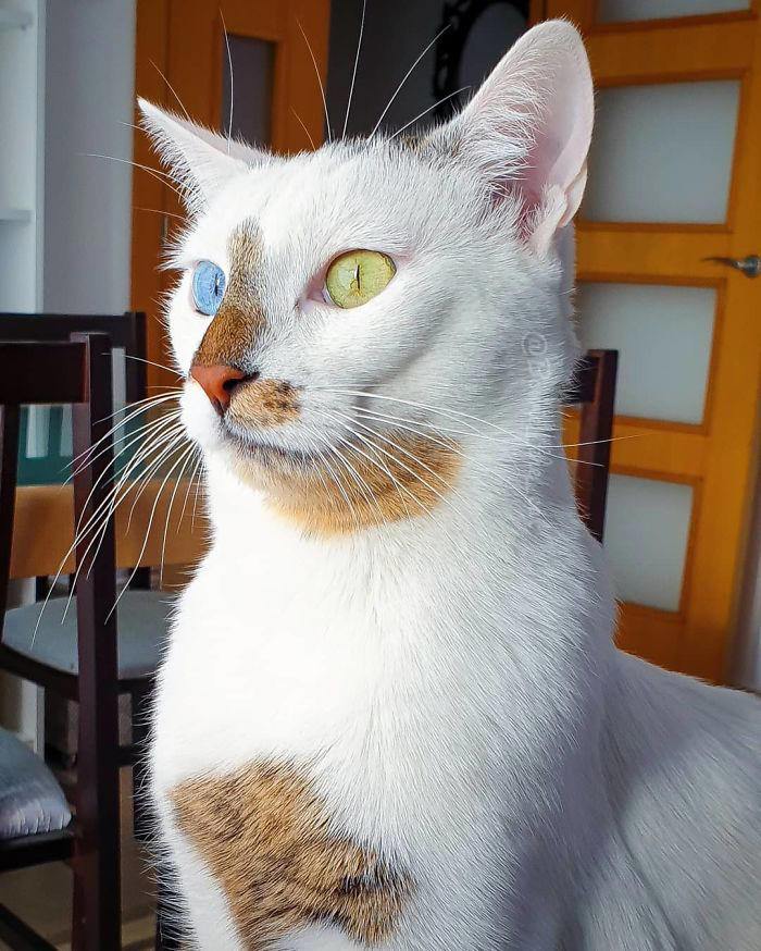 29 heartwarming photos of a cat distinguished by distinct eye colors