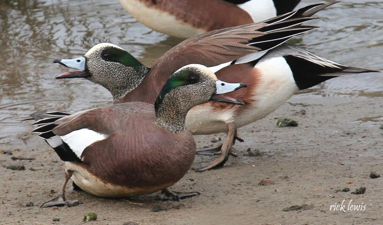 Wigeons winter in Alameda