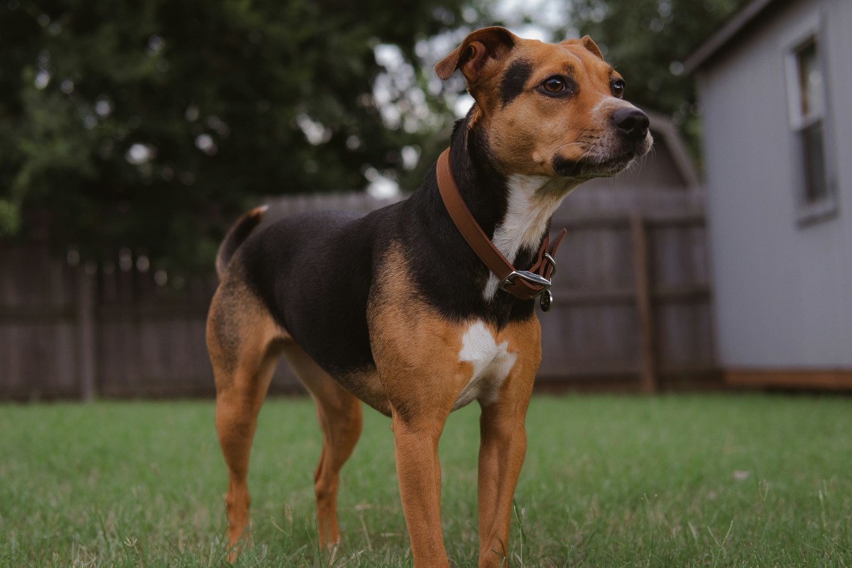 Pit bull with a 'muted hair gene' has everyone stunned with his fluffy ...