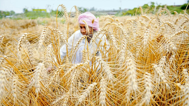 Winter rains to rescue India’s wheat crop as record cold wave to ease ...