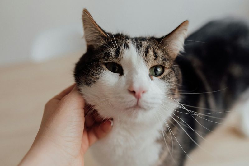 Why cats slow blink at humans and what it signals