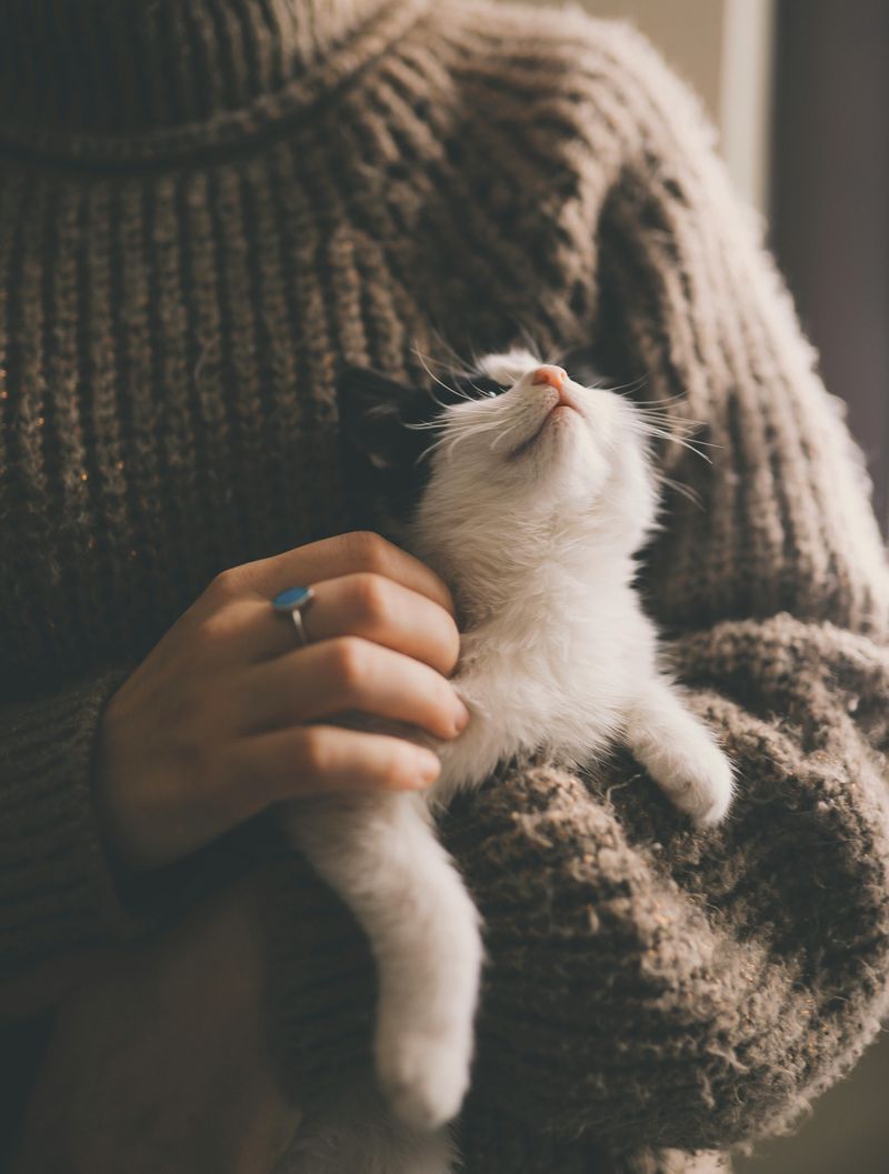 Why cats slow blink at humans and what it signals