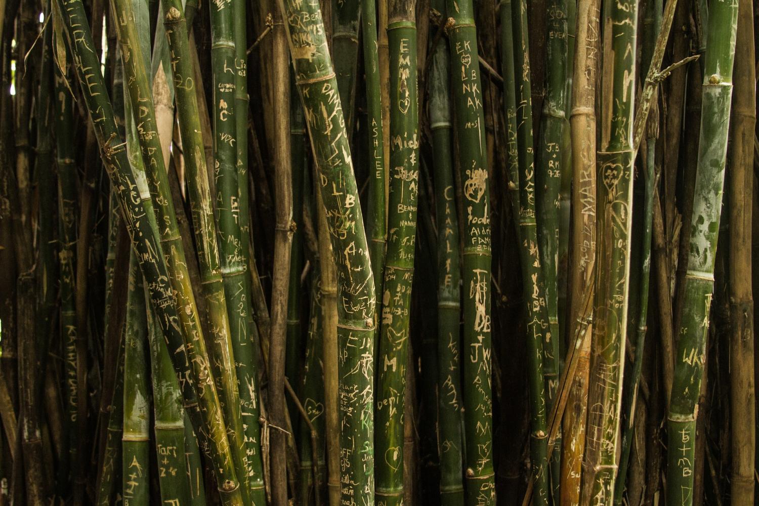 Study suggests bamboo has 'superfood' potential