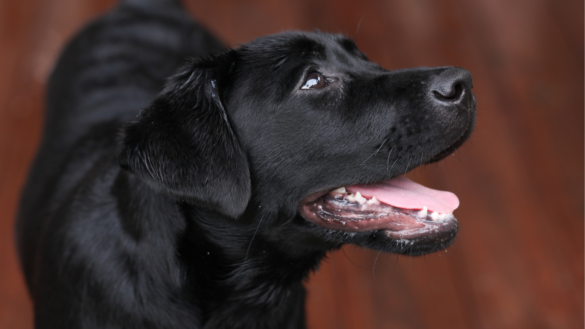 English Labrador Puppy Has Happy Hops Like a Bunny Rabbit & It’s Too Cute