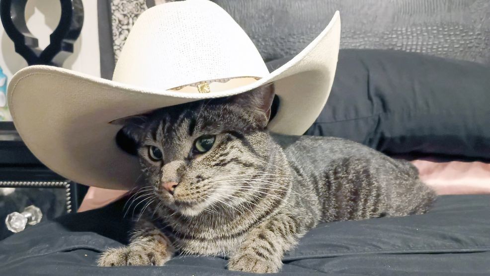 Celebrate National Dress Up Your Pet Day with your furry friends ...