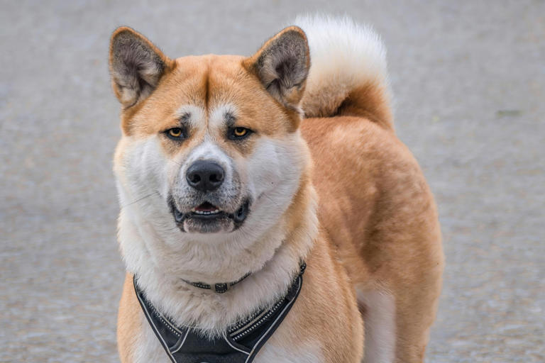 Dogs That Bite 2026: Here are the 12 breed of adorable dog most likely ...