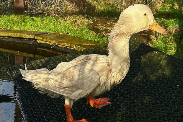 Seriously injured pet duck dumped in Dedham with infected wounds