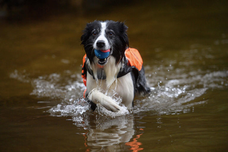 Meet Ireland’s new search and rescue dogs trained to find missing ...