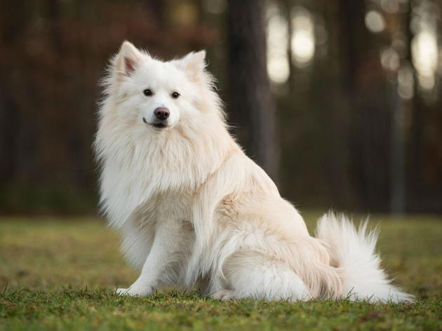„Leider hat sich der Besitzer nicht gemeldet“: Tim landet als Fundhund ...