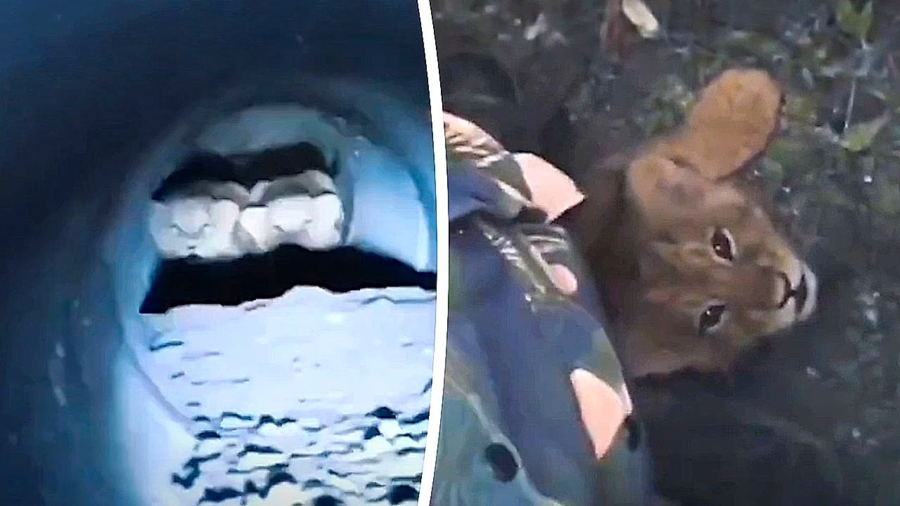 Forest officials rescue lion cubs from canal in India for a family reunion