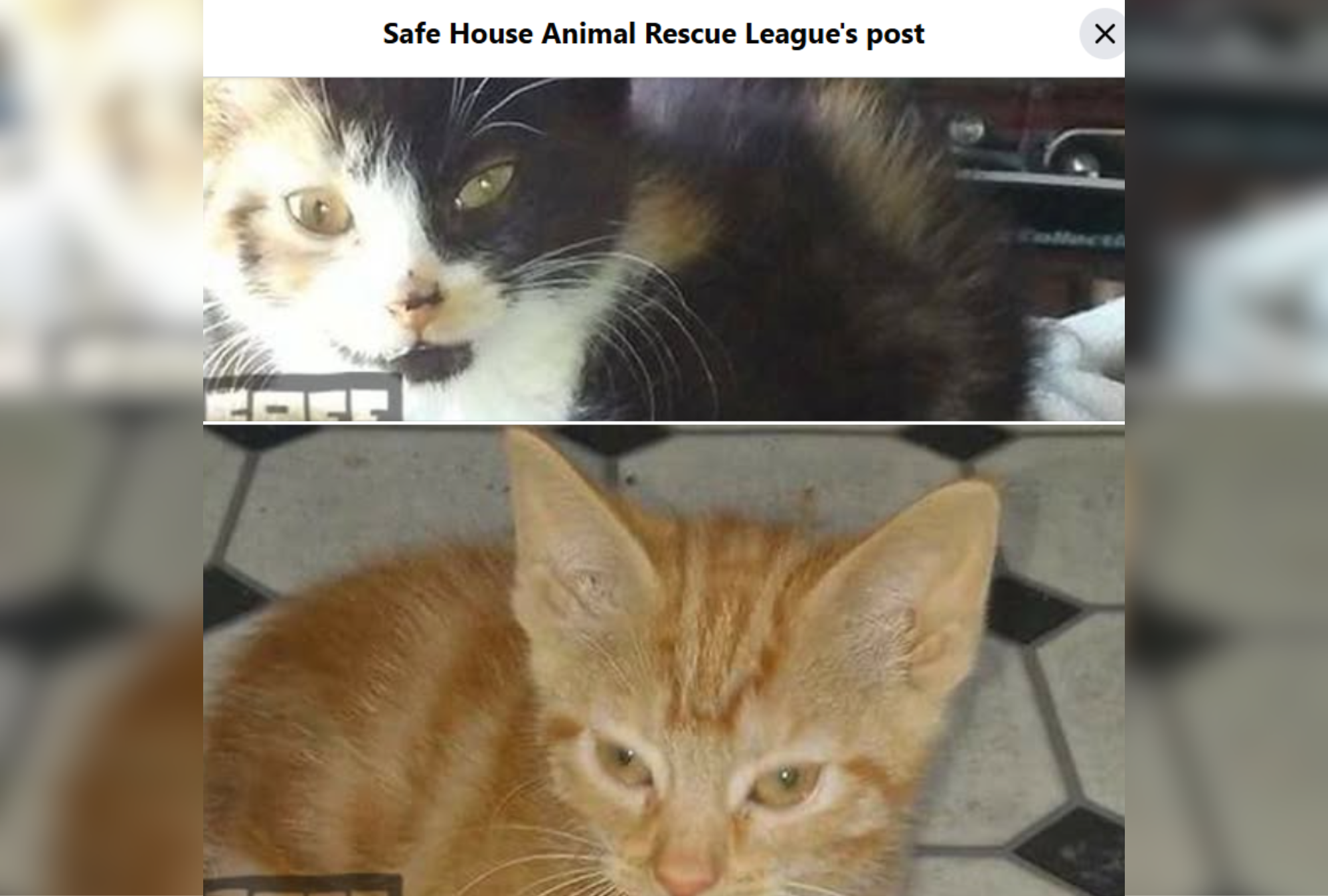 Cats adopted together 9 years ago returned—tears at what they do