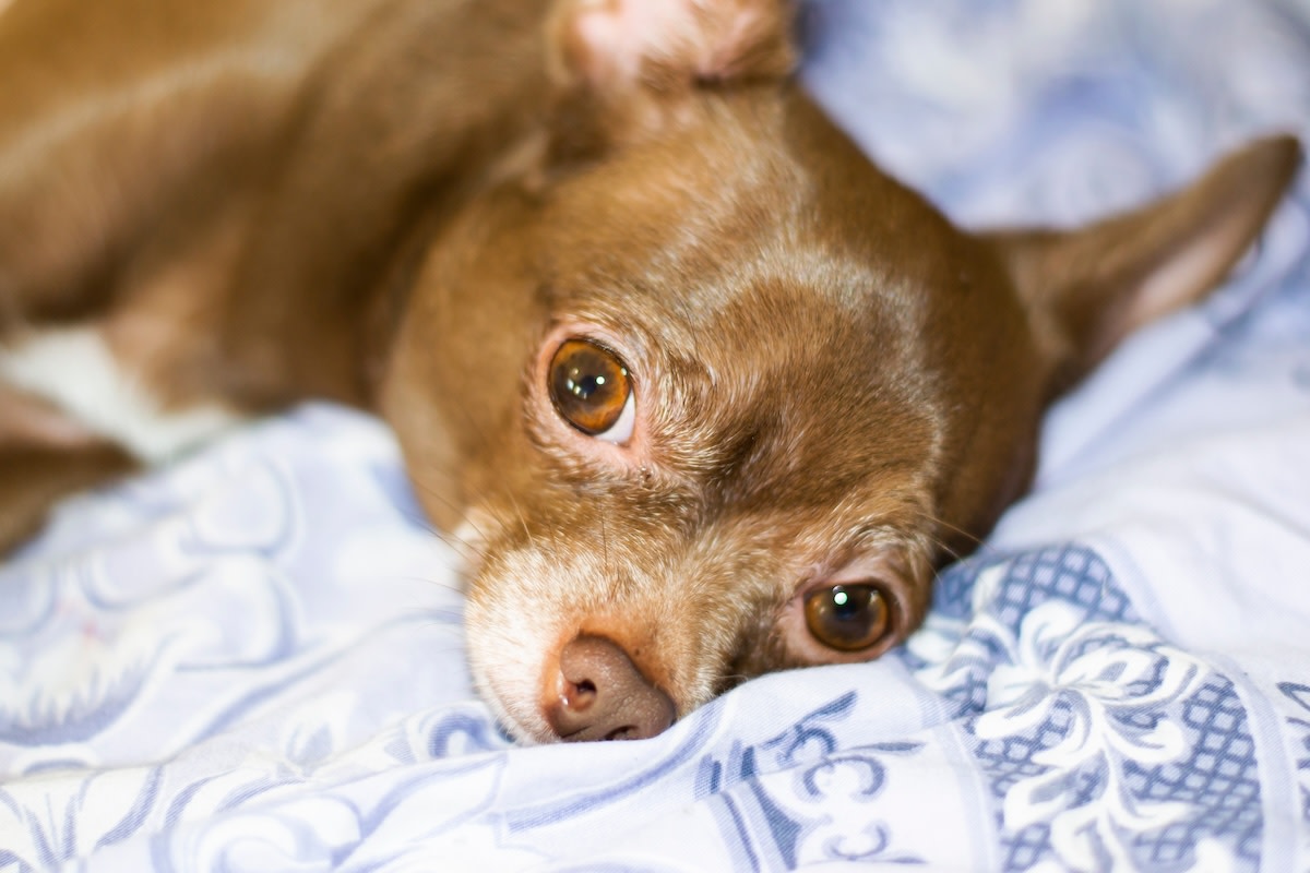 Tiny chihuahua's sadness over being left out at dog park has people crying