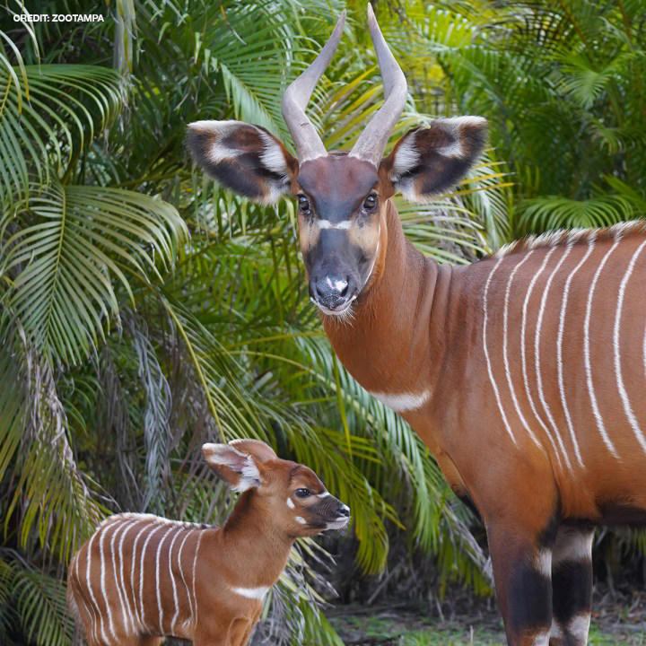 ZooTampa celebrates its first animal birth of 2026 with endangered ...