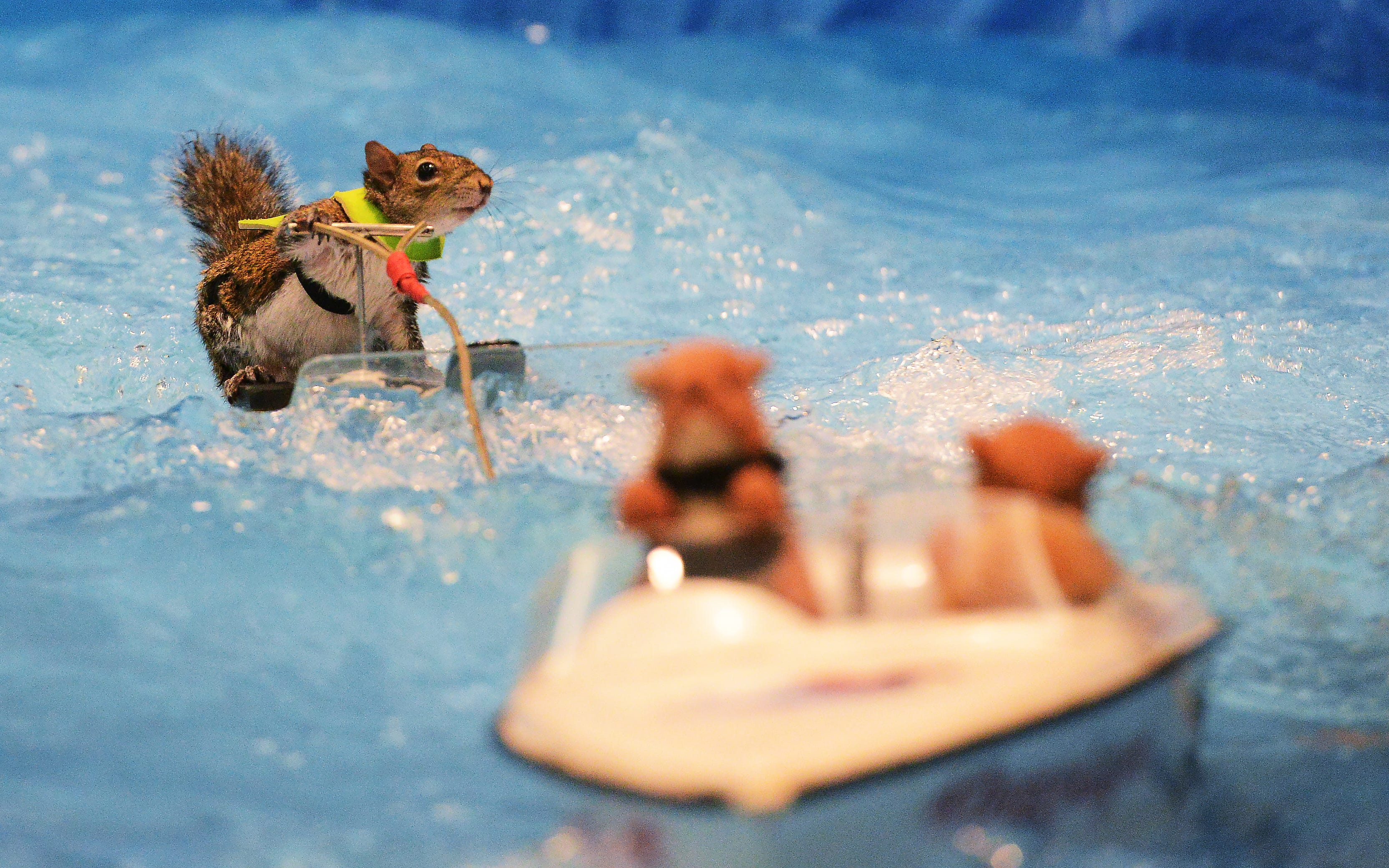A world-famous water-skiing squirrel is coming to Cincinnati