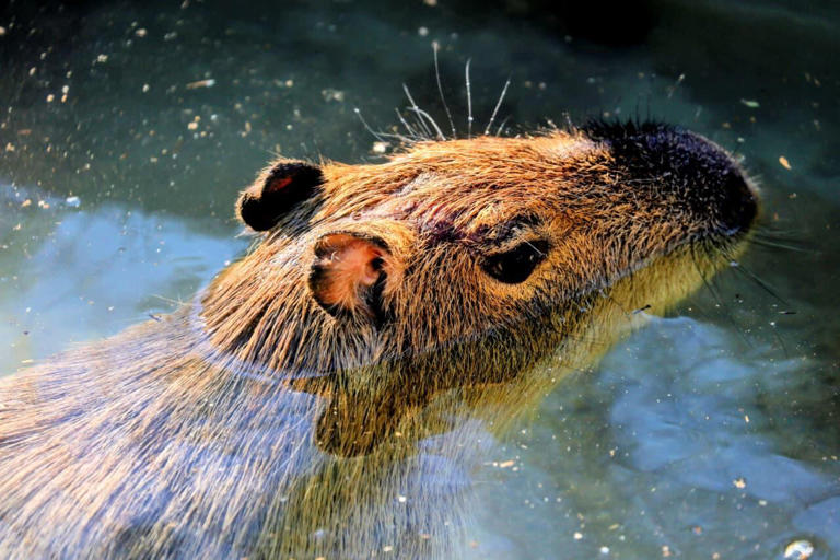 Capibara conquista a Hermosillo: su exhibición genera récord de visitas ...