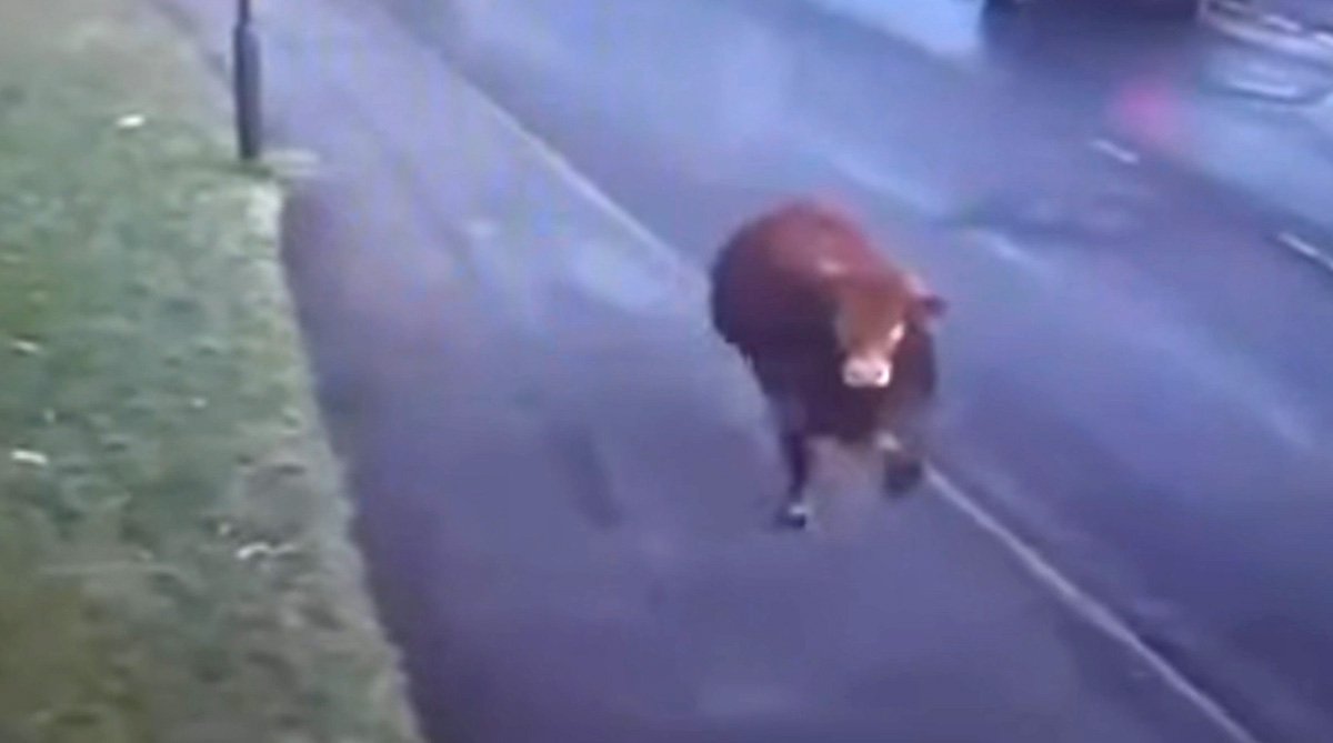 Bull shot by police after rail chaos in Selby