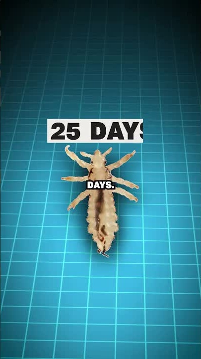 Life expectancies: insects vs Russian soldiers in Ukraine