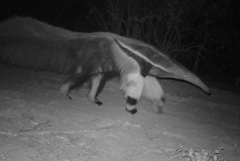 Alerta en el Chaco paraguayo: Así resiste el oso hormiguero a la ...