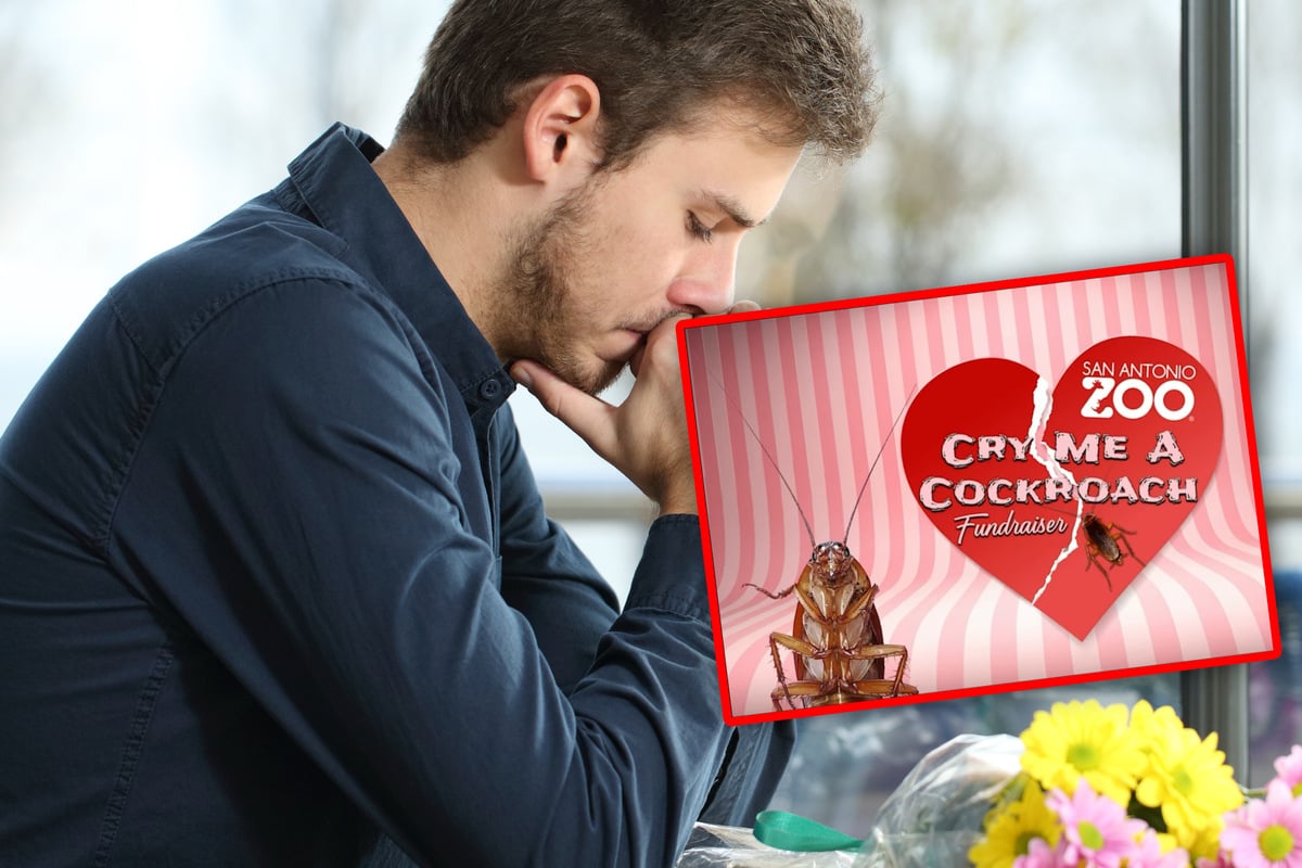 Rache zum Valentinstag? Zoo bietet eine fiese Abrechnung mit dem Ex