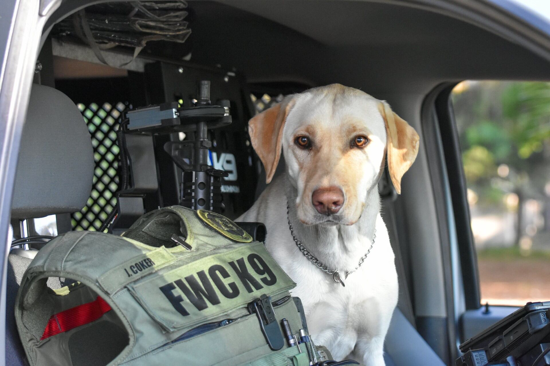 FWC K-9 and Officers locate distressed man in forest along Bay and ...