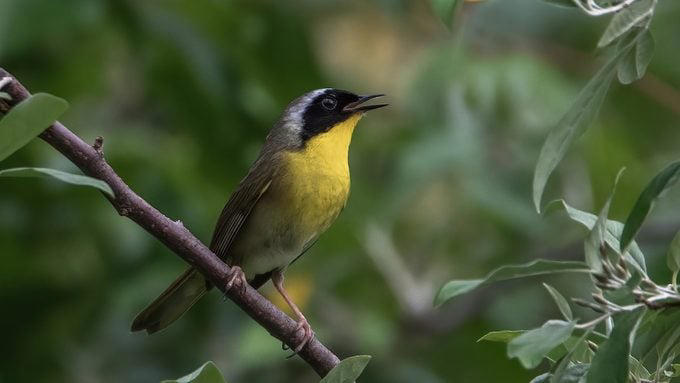 Birding vs bird-watching: What’s the difference?