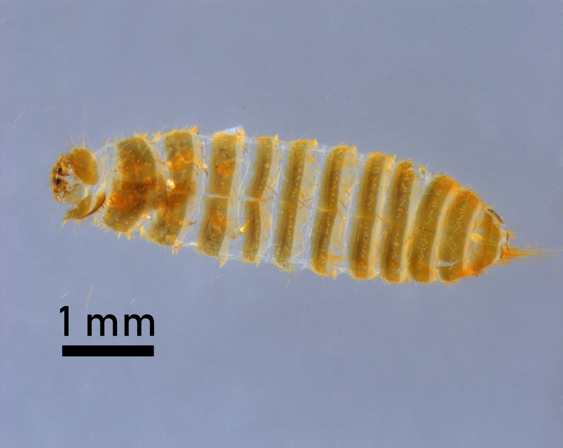 World’s most destructive grain pest intercepted at Detroit airport