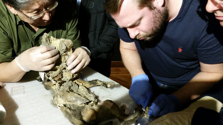 Ancient wolf stomach reveals final secrets of extinct woolly rhino