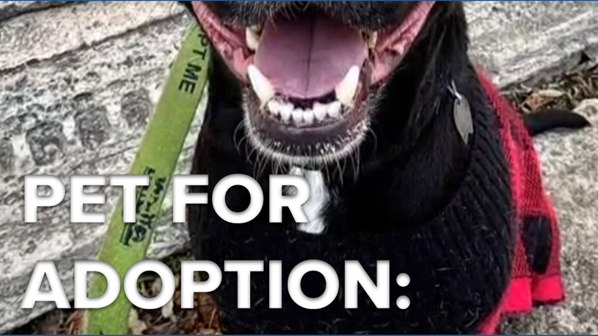 Pet for adoption: Meet Flashdance!