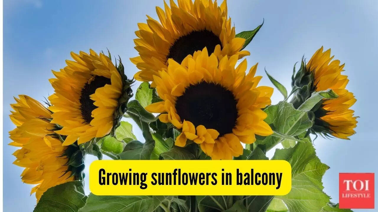 Can you grow sunflowers on your flat’s balcony? Here’s how to make them ...
