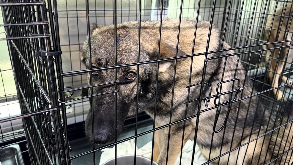 Florida updates animal abuse database after criticism; advocates say it ...