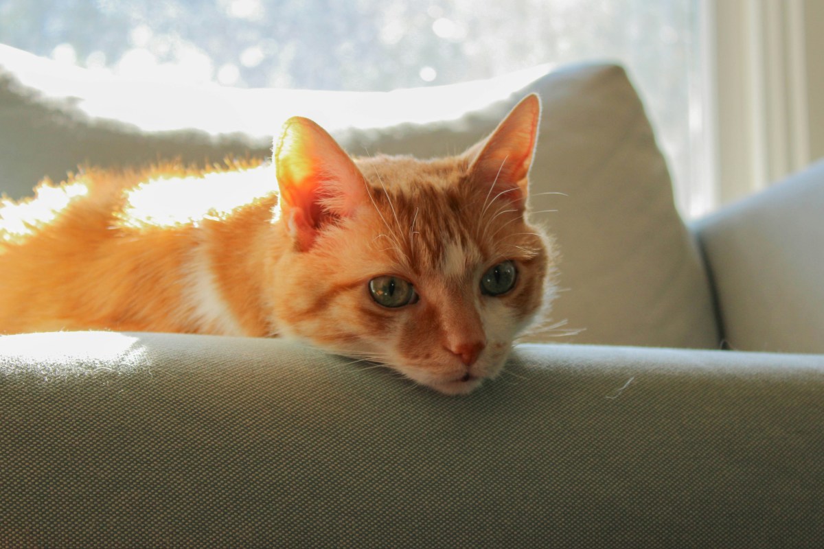Orange kitten literally hanging from a chandelier is the definition of ...