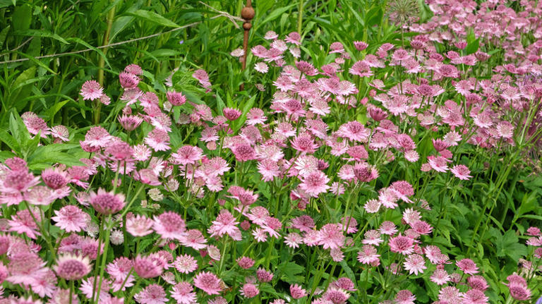 Plant this perennial in January for stunning blooms that last from ...