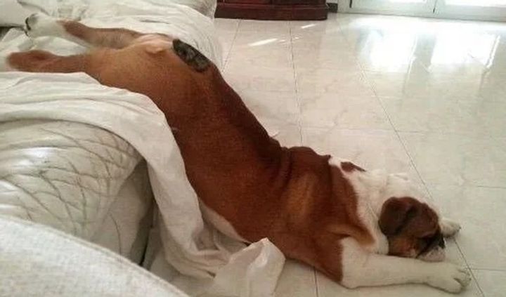 35 pets living like humans