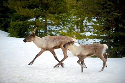 BC considers restarting suspended caribou hunt in parts of Peace region