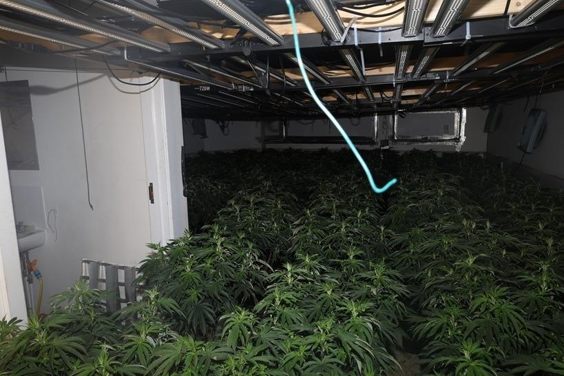 Cannabis factories discovered in East Sussex: Two men named and charged