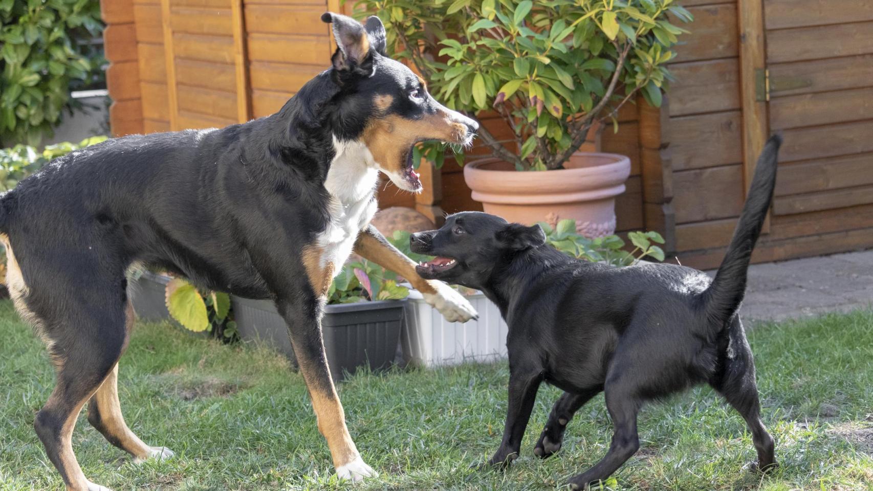 Cómo actuar frente a una pelea de perros: comportamientos a evitar y ...